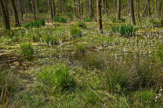 Sumpf bilder – Bläddra bland 26,125 stockfoton, vektorer och videor ...