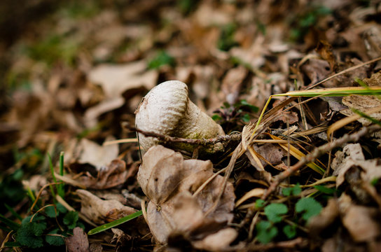 Fuzzball bilder – Bläddra bland 881 stockfoton, vektorer och videor ...