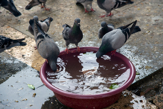"Birds Drinking Water" Images – Parcourir 107 le catalogue de photos ...