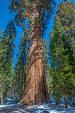 "General Sherman" Images – Browse 366 Stock Photos, Vectors, and Video ...