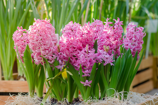 "Dutch Hyacinth" Images – Browse 5,785 Stock Photos, Vectors, and Video ...