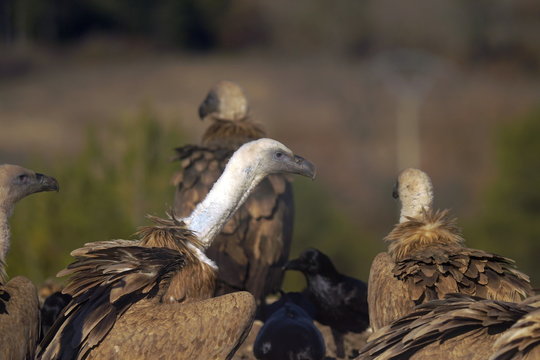 Necrofago Images – Browse 301 Stock Photos, Vectors, and Video | Adobe Stock