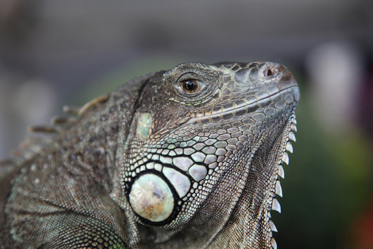 "Iguana Iguana Rhinolopha" Bilder – Durchsuchen 30 Archivfotos ...