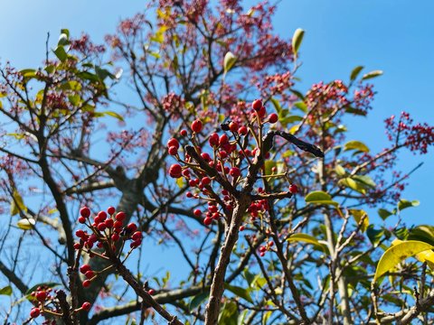 Birdlime bilder – Bläddra bland 2,028 stockfoton, vektorer och videor ...