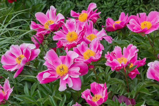 Paeonia Images – Parcourir 17,496 le catalogue de photos, vecteurs et ...
