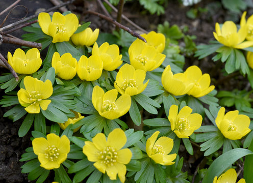 Winterling Images – Browse 1,059 Stock Photos, Vectors, and Video ...