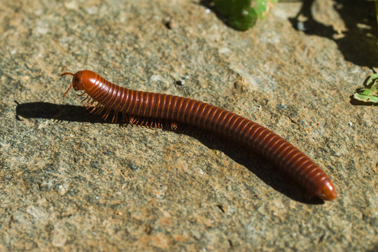 Iule Images – Browse 26 Stock Photos, Vectors, and Video | Adobe Stock