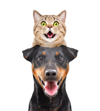 Smiling Dogs And Cats