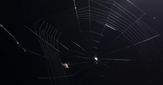 Spider Web Cartoon Images – Browse 1,498,721 Stock Photos, Vectors, and ...
