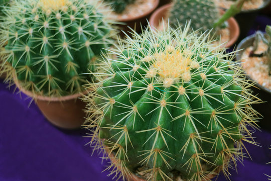 Cacty bilder – Bläddra bland 158 stockfoton, vektorer och videor ...