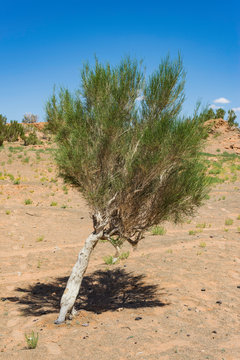 Saksaul bilder – Bläddra bland 174 stockfoton, vektorer och videor ...