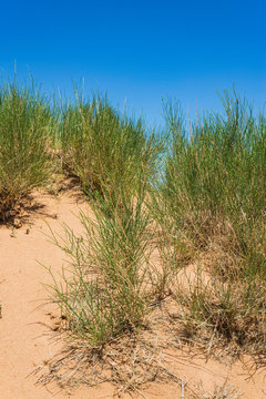 Saksaul bilder – Bläddra bland 187 stockfoton, vektorer och videor ...