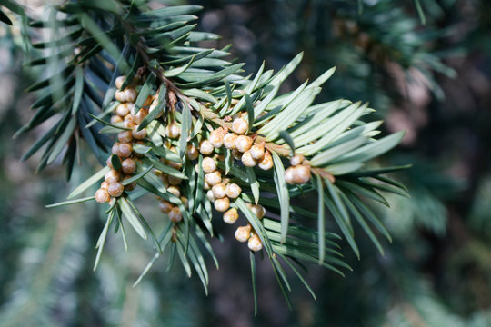 รูปภาพYew-Tree – เลือกดูภาพถ่ายสต็อก เวกเตอร์ และวิดีโอ10,185 | Adobe Stock