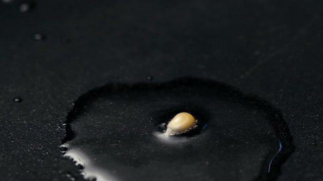 "One Seed" Images – Browse 39 Stock Photos, Vectors, and Video | Adobe ...