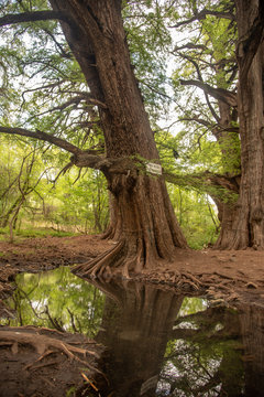 Imágenes de Ahuehuete: descubre bancos de fotos, ilustraciones ...