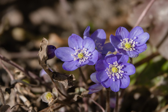 รูปภาพLeberblume – เลือกดูภาพถ่ายสต็อก เวกเตอร์ และวิดีโอ99 | Adobe Stock
