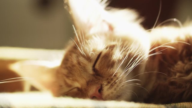 Mei-Kun Images – Browse 74 Stock Photos, Vectors, and Video | Adobe Stock