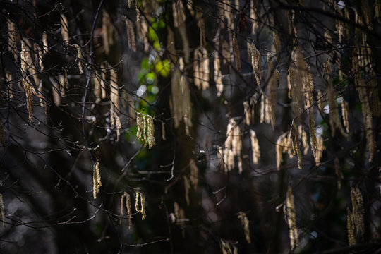 Bourgeonner bilder – Bläddra bland 397 stockfoton, vektorer och videor ...