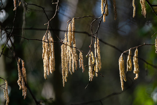 Bourgeonner bilder – Bläddra bland 397 stockfoton, vektorer och videor ...