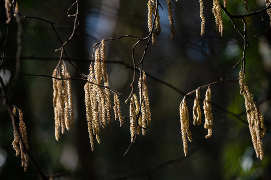 Bourgeonner bilder – Bläddra bland 397 stockfoton, vektorer och videor ...