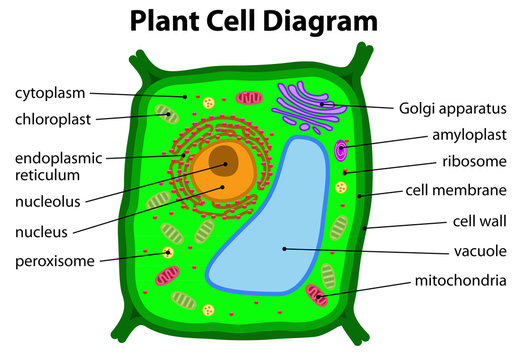 Amyloplast Images – Browse 61 Stock Photos, Vectors, and Video | Adobe ...