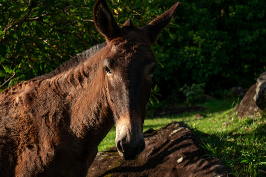 รูปภาพMula – เลือกดูภาพถ่ายสต็อก เวกเตอร์ และวิดีโอ1,629 | Adobe Stock