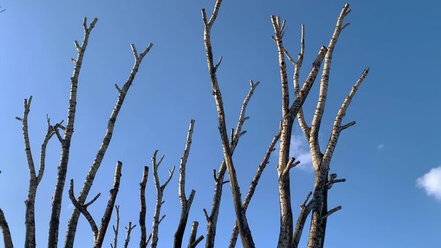 "Empty Trees"-Bilder: Stock-Fotos & -Videos. | Adobe Stock