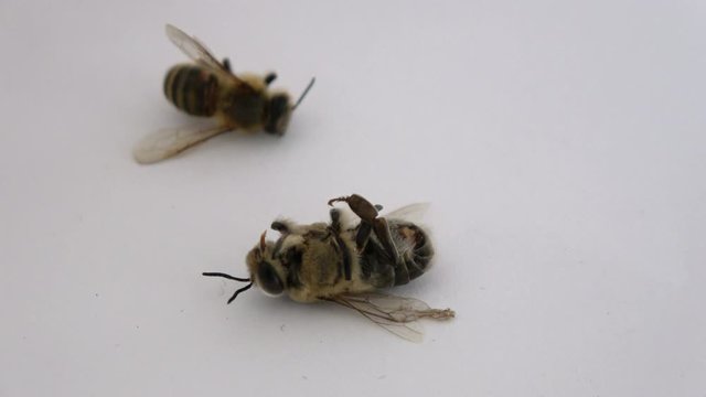 รูปภาพMilbenbefall – เลือกดูภาพถ่ายสต็อก เวกเตอร์ และวิดีโอ139 | Adobe ...