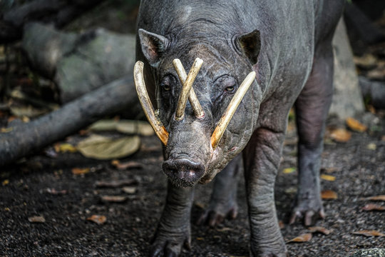 รูปภาพBabirusa – เลือกดูภาพถ่ายสต็อก เวกเตอร์ และวิดีโอ646 | Adobe Stock