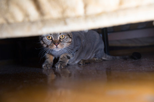 Cat Under Images – Browse 63,013 Stock Photos, Vectors, and Video ...