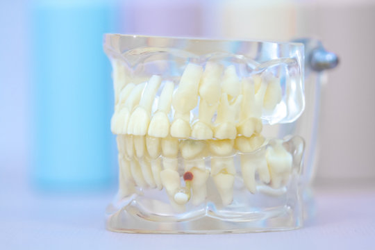 Premolar Images – Browse 5,437 Stock Photos, Vectors, and Video | Adobe ...