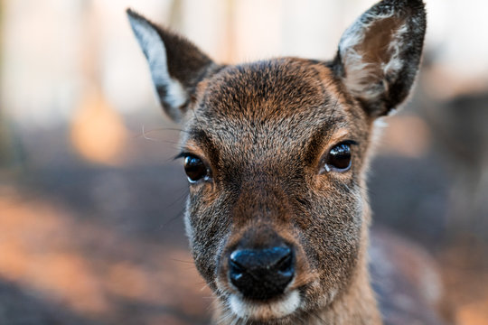 「Rehaugen」の写真素材 | 250件の無料イラスト画像 | Adobe Stock