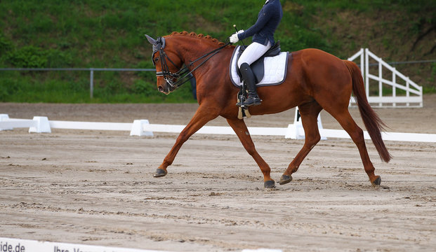 รูปภาพCapriole – เลือกดูภาพถ่ายสต็อก เวกเตอร์ และวิดีโอ571 | Adobe Stock