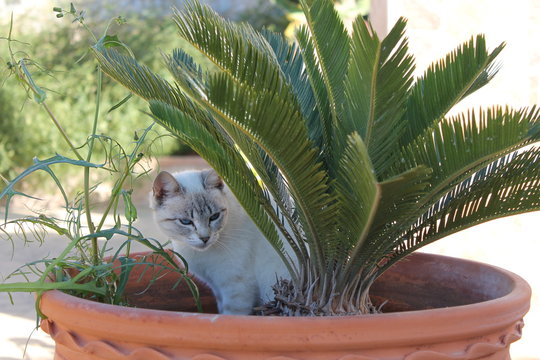 Copito Images – Browse 51 Stock Photos, Vectors, and Video | Adobe Stock