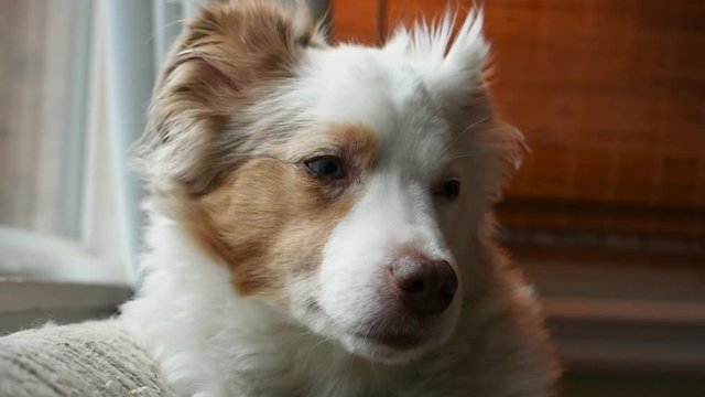 "Mini Australian Shepherd" Images – Browse 724 Stock Photos, Vectors ...