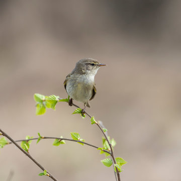 Chiffchaff Images – Browse 3,005 Stock Photos, Vectors, and Video ...