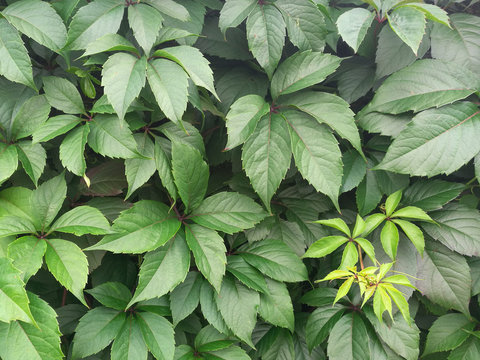 Trudge Images – Browse 1,588 Stock Photos, Vectors, and Video | Adobe Stock