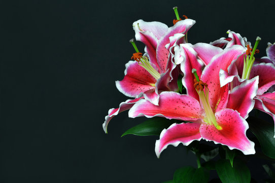 "Stargazer Lily" Images – Browse 906 Stock Photos, Vectors, and Video ...