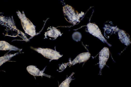 Freshwater Copepods