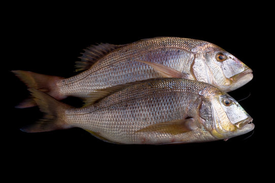 Muttering Images – Browse 21,796 Stock Photos, Vectors, and Video ...