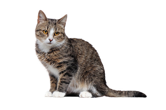 LAS 477,339 MEJORES IMÁGENES, FOTOS DE ARCHIVO Y VECTORES DE Tabby ...