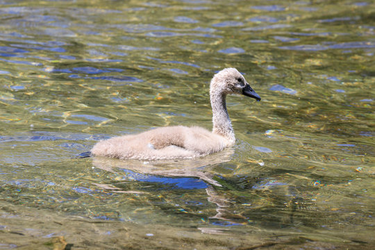 Imágenes de Cigno: descubre bancos de fotos, ilustraciones, vectores y ...