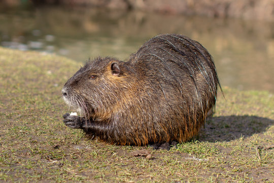 รูปภาพBever – เลือกดูภาพถ่ายสต็อก เวกเตอร์ และวิดีโอ502 | Adobe Stock