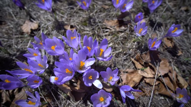 รูปภาพCorcus – เลือกดูภาพถ่ายสต็อก เวกเตอร์ และวิดีโอ86 | Adobe Stock