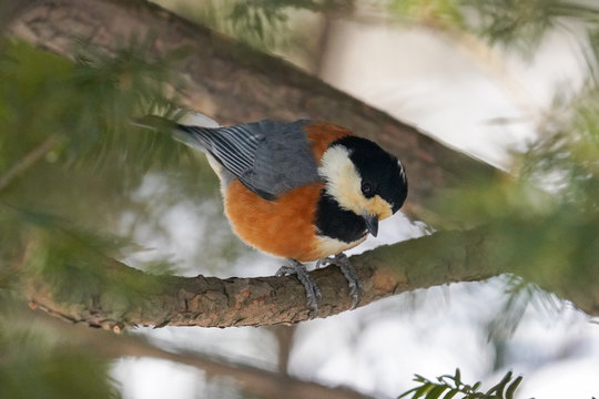 Otterrute Bilder – Durchsuchen 103 Archivfotos, Vektorgrafiken und ...