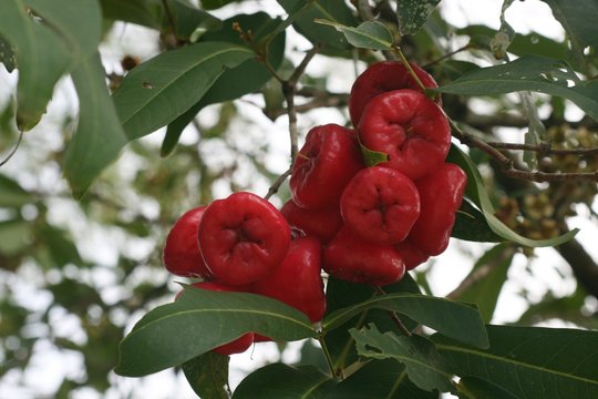 รูปภาพTambis – เลือกดูภาพถ่ายสต็อก เวกเตอร์ และวิดีโอ10,837 | Adobe Stock