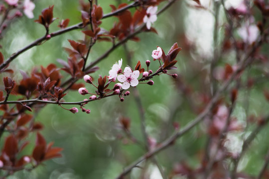 รูปภาพPlum-Tree – เลือกดูภาพถ่ายสต็อก เวกเตอร์ และวิดีโอ1,552 | Adobe Stock