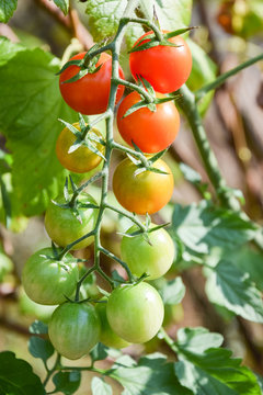 Strauchtomate Bilder – Durchsuchen 40,484 Archivfotos, Vektorgrafiken ...