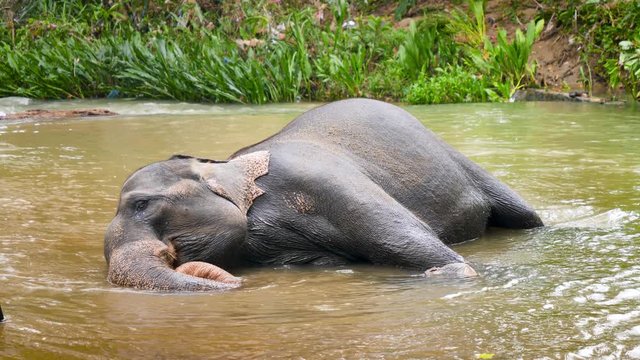 Elephant Video Footage – Browse 37,437 HD Stock Video and Footage ...