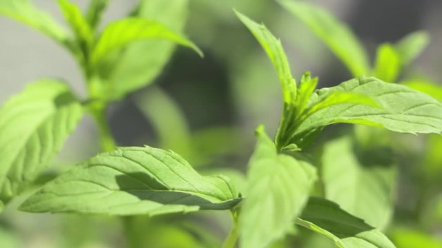 Mentol Video Footage – Browse 10 HD Stock Video and Footage | Adobe Stock